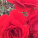 Getty Museum Private Tour - Transportation & Logistics