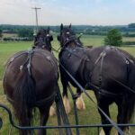 Gettysburg: Horse-Drawn Carriage Tour Countryside & Orchards - The Ride and Its Highlights