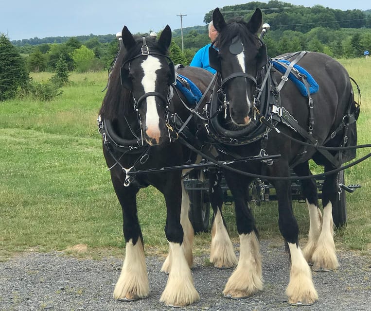 Gettysburg: Horse-Drawn Carriage Tour Countryside & Orchards - Practical Details
