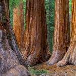 Giant Redwoods Tour Including a 5-Course Winery Lunch - What Makes This Tour Stand Out?