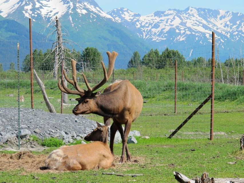 Girdwood: Bears, Trains, & Icebergs Tour - Key Points