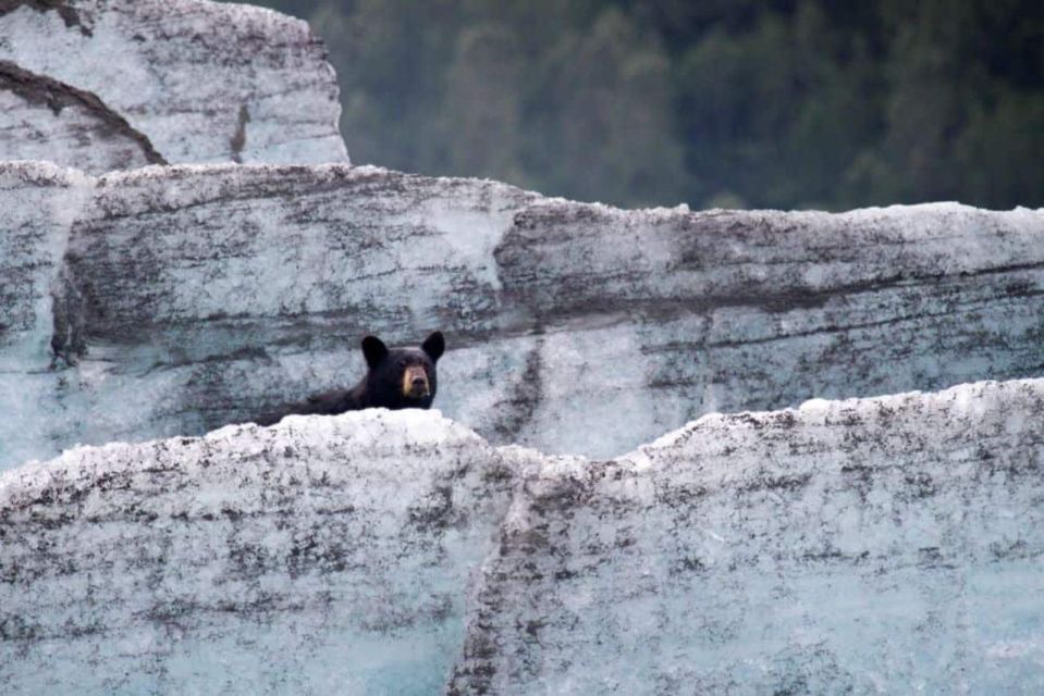Girdwood: Bears, Trains, & Icebergs Tour - Final Thoughts: Who Should Consider This Tour?
