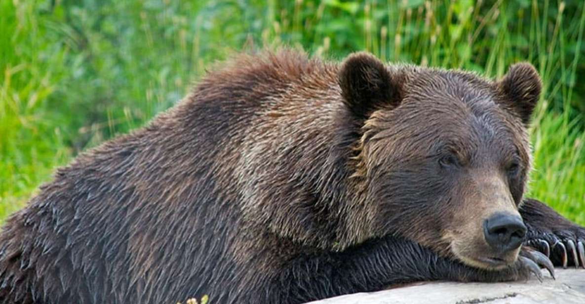 Girdwood: Bears, Trains, & Icebergs Tour - FAQ