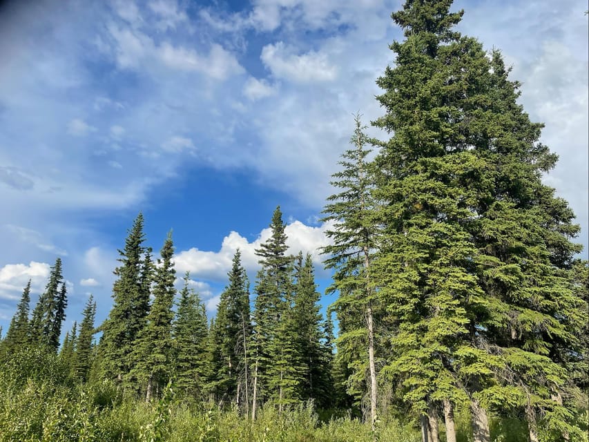 Glacial Lake, Waterfall and rainforest. Beauty of Turnagain! - Who Will Love This Tour?