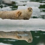 Glacier Quest Cruise and Coach Package - Evaluating the Value