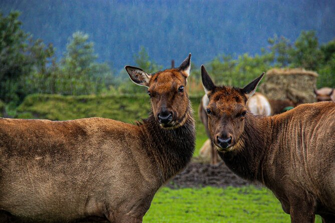 Glacier View & Wildlife Anchorage Adventure Tour - Exploring the Itinerary in Detail