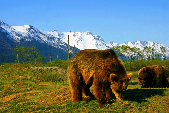Glacier View & Wildlife Anchorage Adventure Tour - Who Is This Tour Best For?