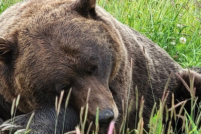 Glacier View & Wildlife Anchorage Adventure Tour - Frequently Asked Questions