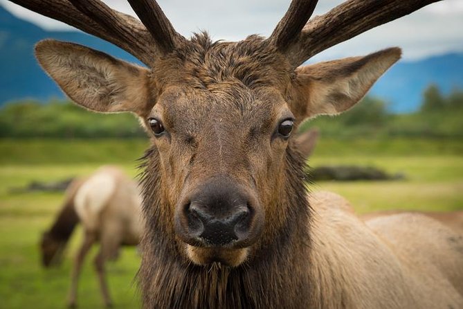 Glacier & Wildlife Discovery Tour - FAQs