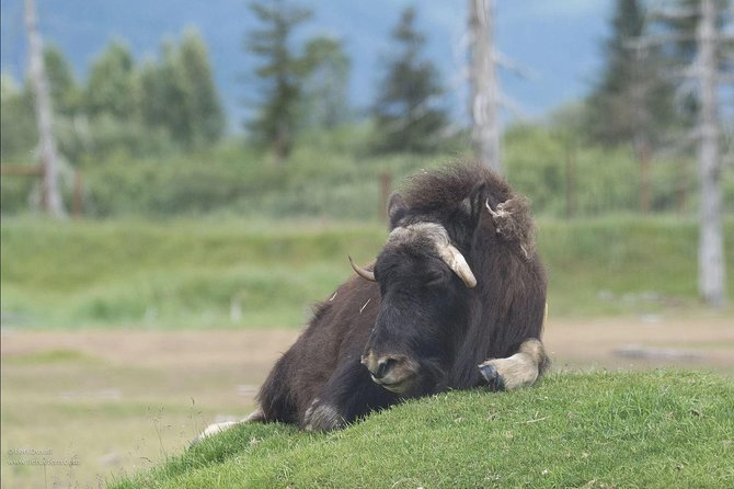 Glaciers and Wildlife: Super Scenic Day Tour from Anchorage - Final Thoughts