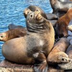 Glass Bottom Boat Ride in Redondo Beach - Authentic Experiences from Reviewers