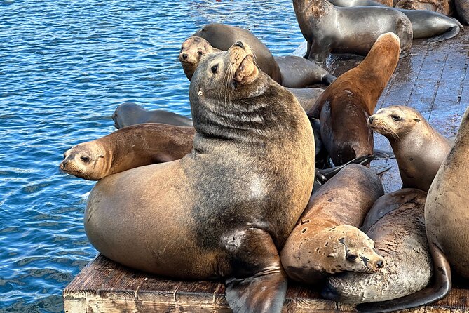 Glass Bottom Boat Ride in Redondo Beach - Authentic Experiences from Reviewers