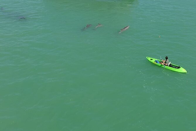 Glass Bottom Kayak Mangrove & Sandbar Adventure in St. Pete Beach - Exploring the Glass Bottom Kayak Mangrove & Sandbar Adventure in St. Pete Beach