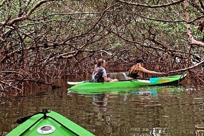 Glass Bottom Kayak Mangrove Tunnel & Sandbar Adventure Sarasota - Exploring Sarasota’s Mangrove Tunnels with a Glass Bottom Kayak