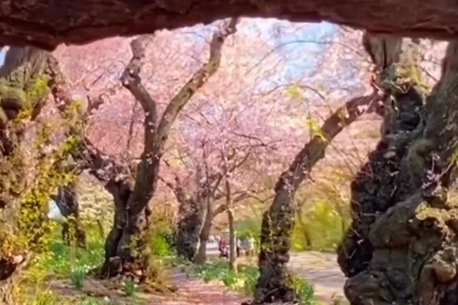 Gluten Free Walking Tour of Central Park NYC - Why This Tour Is So Valuable