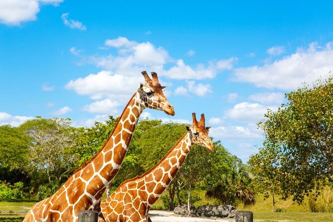 Go City: Miami All-Inclusive Pass with 25+ Attractions and Tours - Key Points