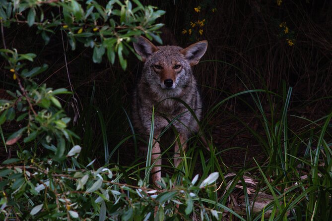 Golden Gate Park Twilight Wildlife Walking Tour - Exploring the Golden Gate Park Twilight Wildlife Walking Tour