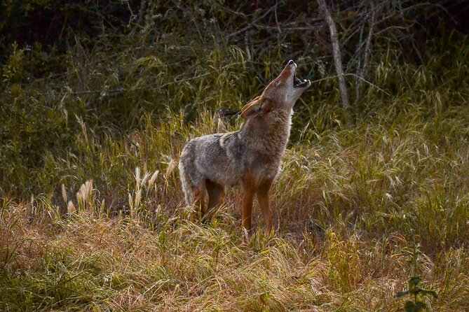 Golden Gate Park Twilight Wildlife Walking Tour - FAQ