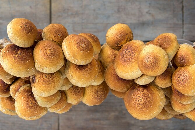 Gourmet Mushroom Farm Tour in Tennessee - Why Choose This Tour?