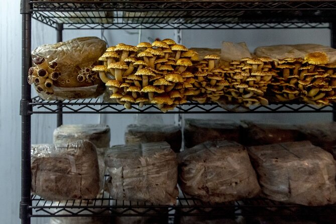 Gourmet Mushroom Farm Tour in Tennessee - Who Would Enjoy This Tour?