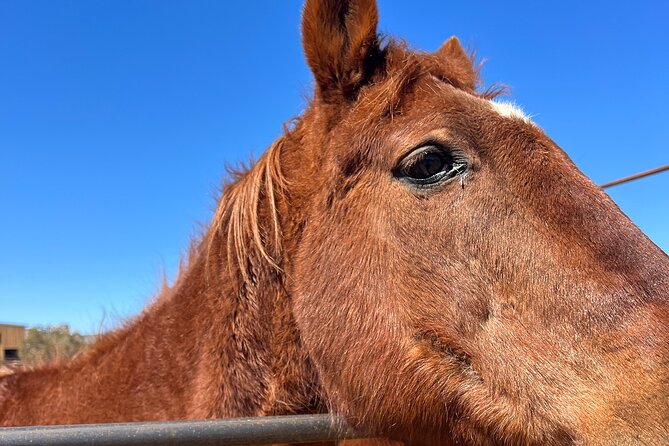 Grand Canyon ATV Tour + Horseback Riding Tour - Who Should Consider This Tour?
