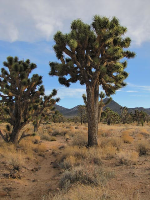 Grand Canyon Hoover Dam and Joshua Tree VIP Small Group Tour - Frequently Asked Questions