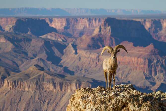 Grand Canyon South & East Rim Self-Driving, Walking & Shuttling Tour - Price and Value