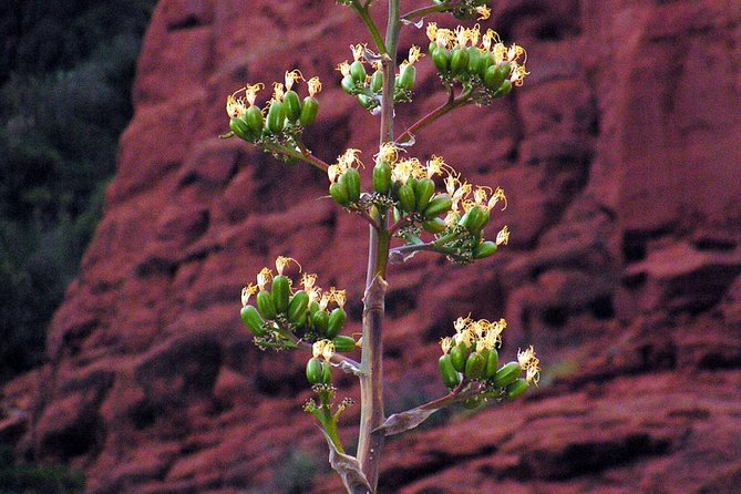 Grand Canyon South Rim Day Trip from Flagstaff - The Itinerary: What to Expect