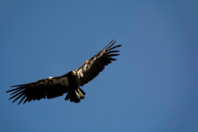 Grand Canyon South Rim Day Trip from Flagstaff - The Value of the Tour