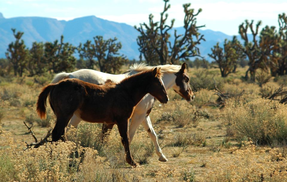 Grand Canyon West & Hoover Dam Combo Tour - Considerations Before Booking