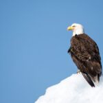 Grand Teton and its Wildlife: Private Guided Tour - Frequently Asked Questions