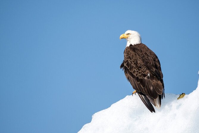 Grand Teton and its Wildlife: Private Guided Tour - Frequently Asked Questions