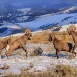 Grand Teton and National Elk Refuge Winter Wonderland Full Day Adventure - The Experience of the Horse-Drawn Sleigh Ride