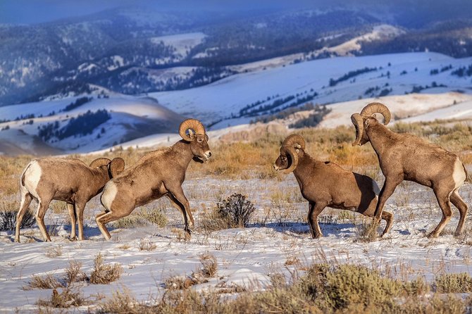 Grand Teton and National Elk Refuge Winter Wonderland Full Day Adventure - The Experience of the Horse-Drawn Sleigh Ride
