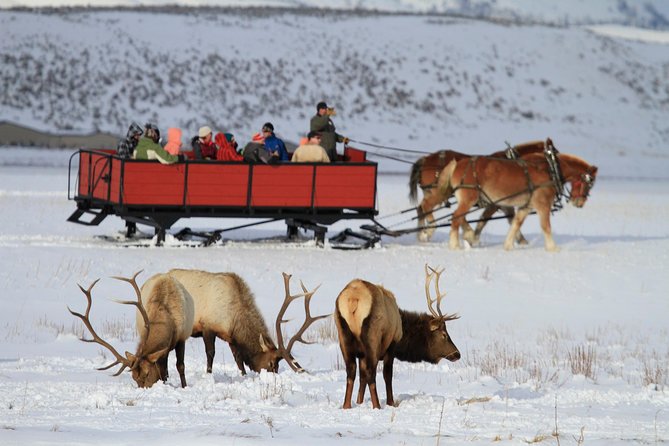 Grand Teton and National Elk Refuge Winter Wonderland Full Day Adventure - Wildlife Sightings and Photography Opportunities
