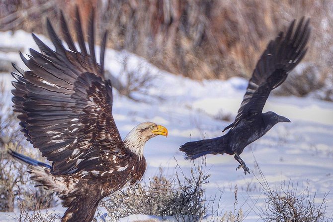 Grand Teton and National Elk Refuge Winter Wonderland Full Day Adventure - Who Should Consider This Tour?