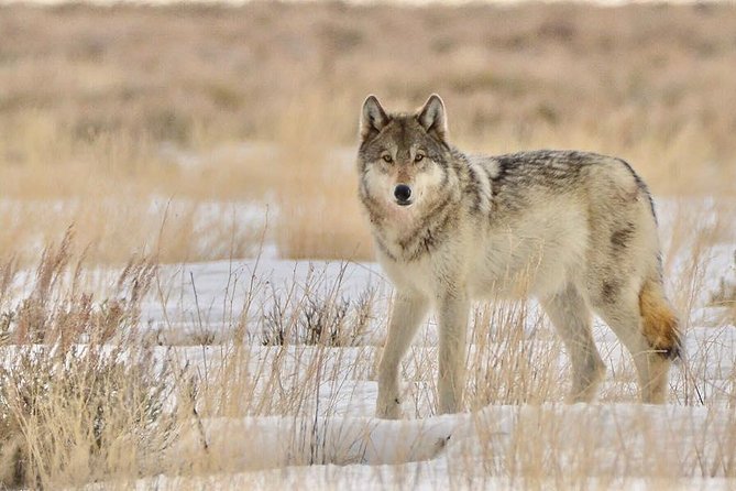 Grand Teton and National Elk Refuge Winter Wonderland Full Day Adventure - The Sum Up: The Best of Wyoming’s Winter Wilderness