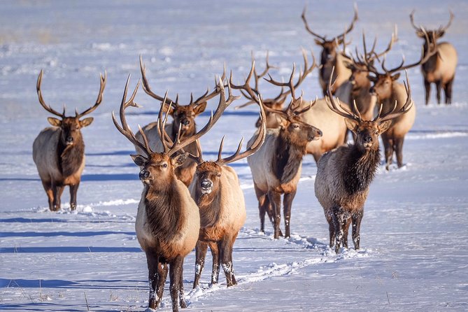 Grand Teton and National Elk Refuge Winter Wonderland Full Day Adventure - FAQ