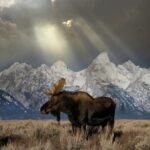Grand Teton and Native American Petroglyph Tour - The Sum Up: Who’s This Tour Best For?