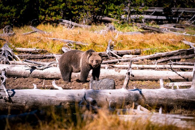 Grand Teton and Yellowstone Self-Guided Driving Tours Bundle - Final Thoughts
