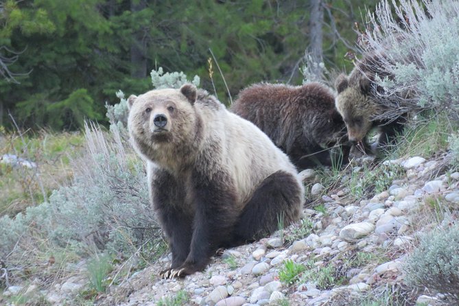 Grand Teton National Park - Full-Day Guided Tour from Jackson Hole - Key Points