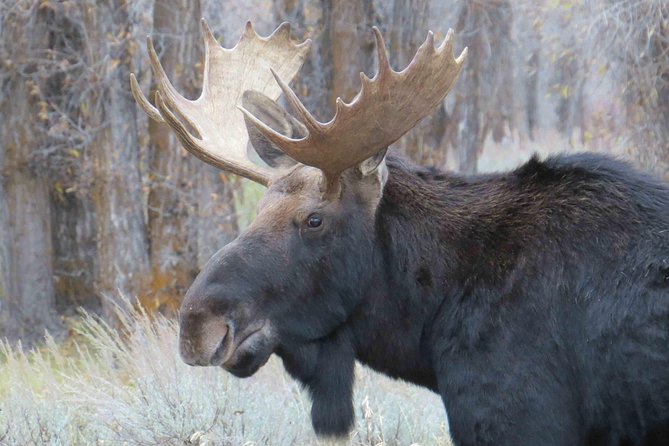 Grand Teton National Park - Full-Day Guided Tour from Jackson Hole - An In-Depth Look at the Full-Day Grand Teton Tour