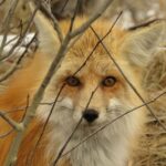 Grand Teton National Park - Full-Day Guided Tour from Jackson Hole - Who Might Want to Consider Alternatives?