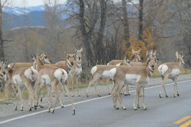 Grand Teton National Park - Full-Day Guided Tour from Jackson Hole - Final Thoughts