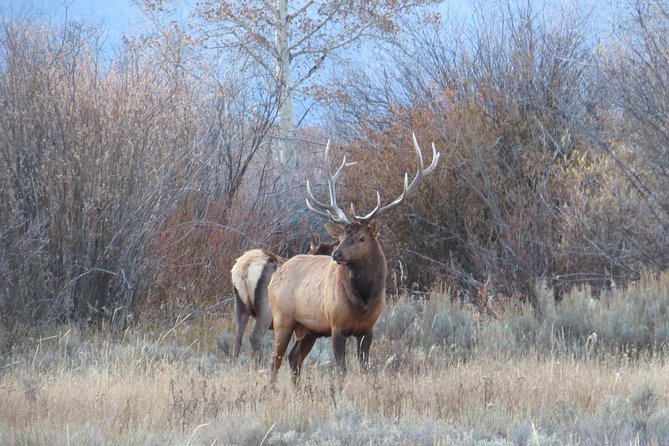 Grand Teton National Park - Full-Day Guided Tour from Jackson Hole - FAQs: Your Practical Questions Answered