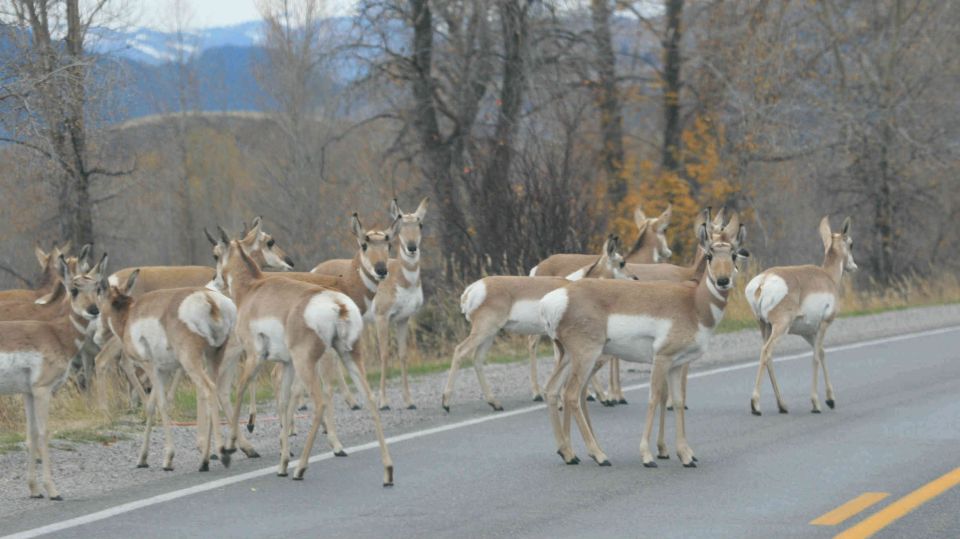 Grand Teton National Park: Full-Day Tour with Boat Ride - Frequently Asked Questions (FAQs)