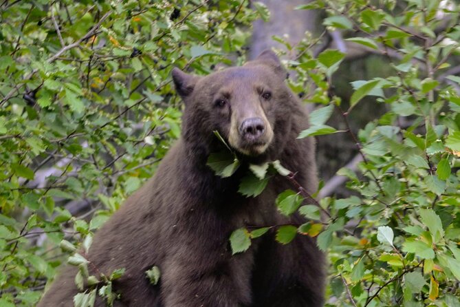 Grand Teton National Park Private Full Day Tour - Key Points