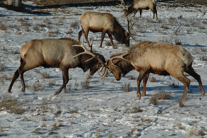 Grand Teton National Park Private Full Day Tour - Introduction to the Grand Teton Experience