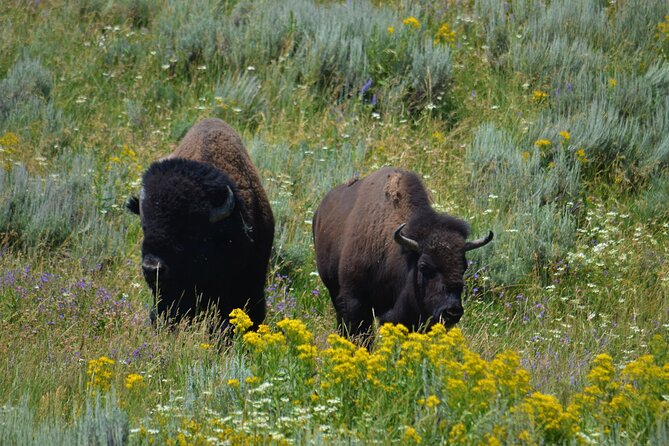 Grand Teton National Park Private Full Day Tour - Authentic Insights from Past Travelers