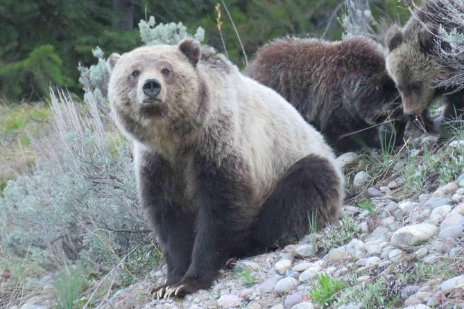 Grand Teton National Park - PRIVATE Full-Day Tour from Jackson Hole - Final Thoughts